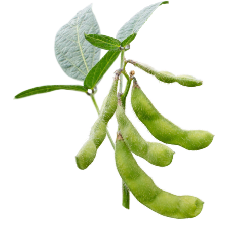 Fytosteroly - Přírodní podpora pro zdravé cholesterolové hladiny