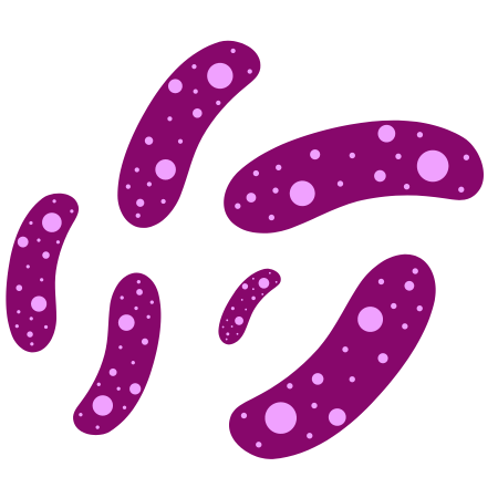 Lactobacillus paracasei - Nutrapie